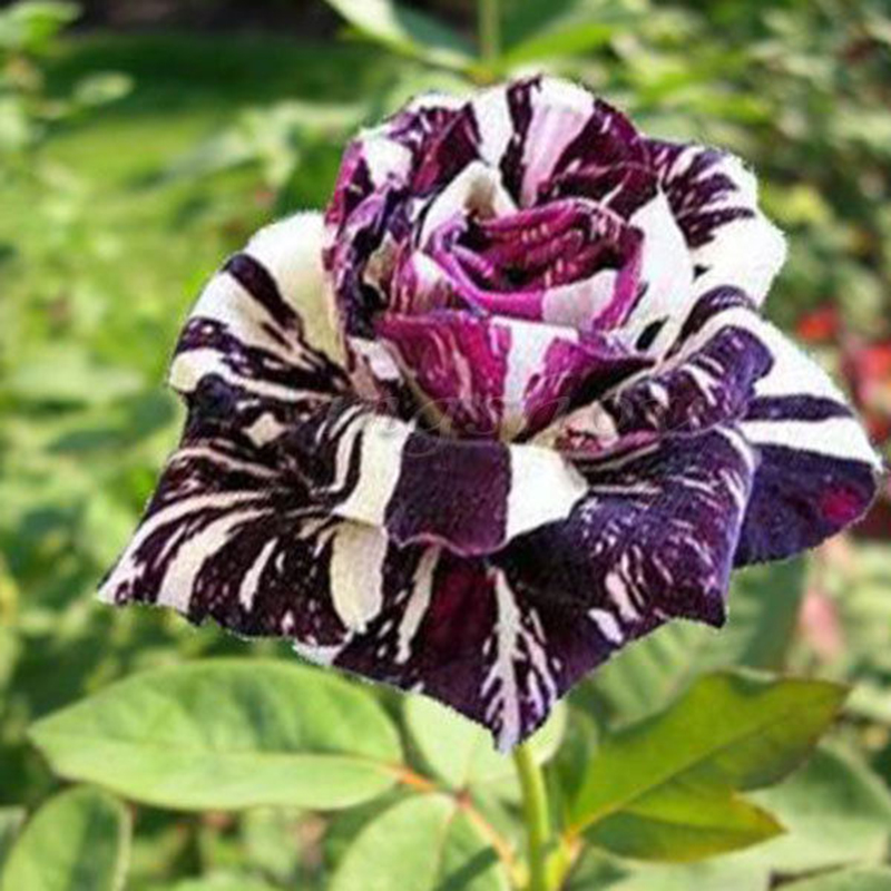 30Pcs Black Dragon Rose Bush Flower Rare Seeds Plant Garden Decoration 30Pcs Black Dragon Rose Bush Flower Rare Seeds Plant Garden Decoration
