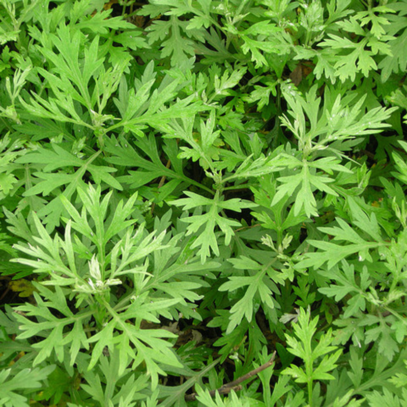 1000pcs Altamisa Semillas Planta Verde Casa Jardín Planta Altamisa ...