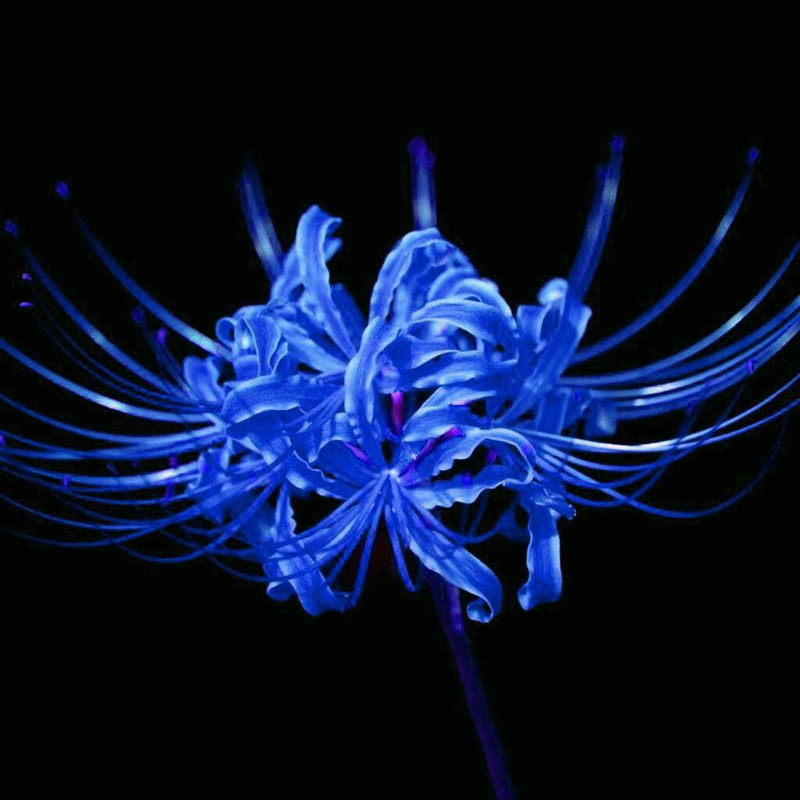 5 Pcs Bulbs Blue Lycoris Radiata Spider Lily Lycoris Bulb Flower Seeds
