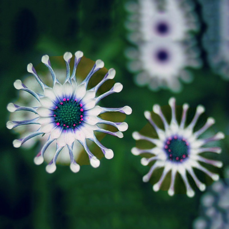 50PCs Rare Blue Daisy Plants Flower Seeds Exotic Ornamental Flowers ...