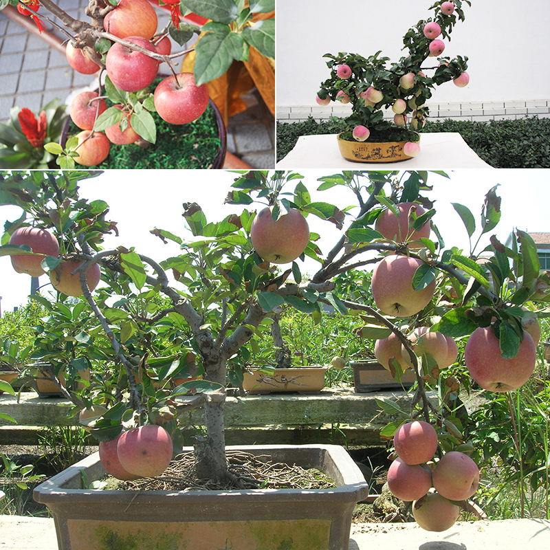 20 Pcs Mini Apple Fruit Bonsai Seeds Apple Bonsai Fresh Exotic Tree ...