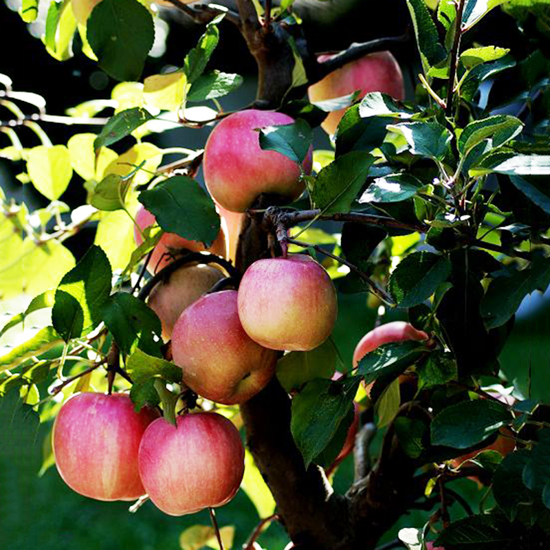20 Pcs New Mini Apple Fruit Bonsai Seeds Apple Bonsai Fresh Exotic Tree ...