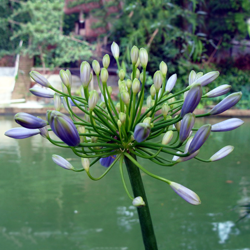 50pcs Oriental Lily Stargazer Blue Scented Perennial Bulbs Seeds Garden ...