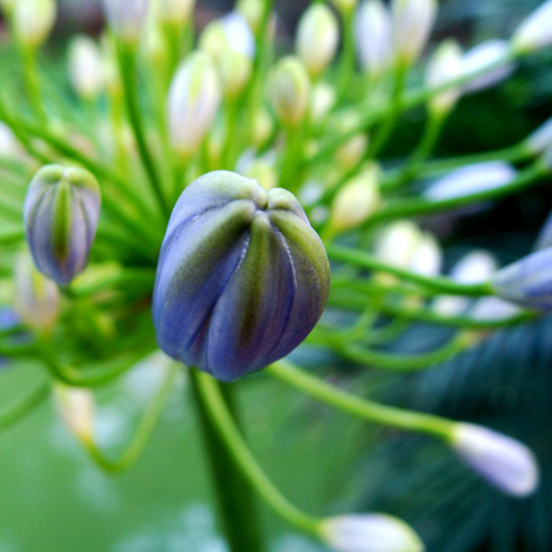 50pcs Oriental Lily Stargazer Blue Scented Perennial Bulbs Seeds Garden ...