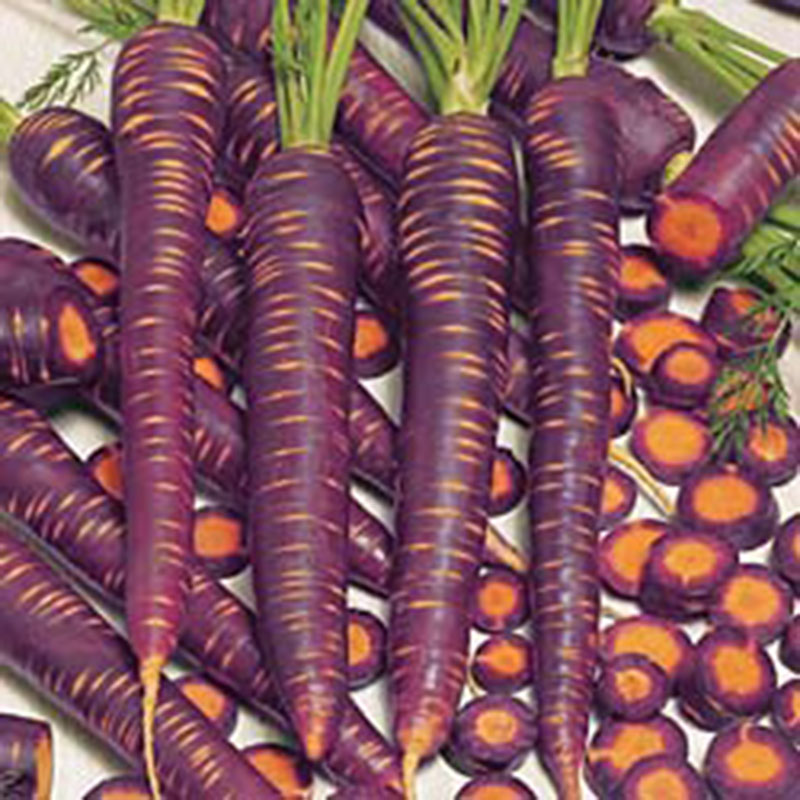 500stk KAROTTE COSMIC PURPLE Samen Carota Daucus Lila Möhre Gemüse ...