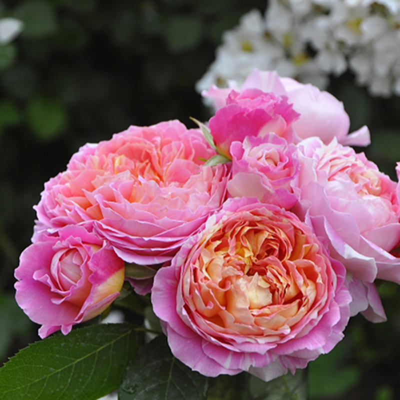 10pcs Rare Colorful Blooms Multicolor Peony Tree Seeds Professional ...