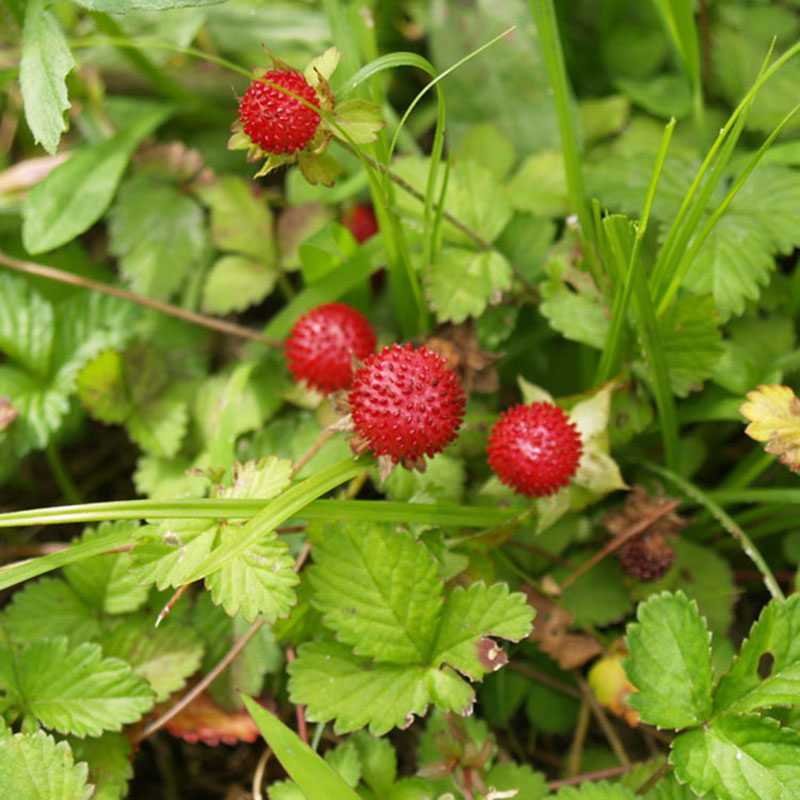 wildstrawberry,strawberryjuie,ldwooders_大山谷图库