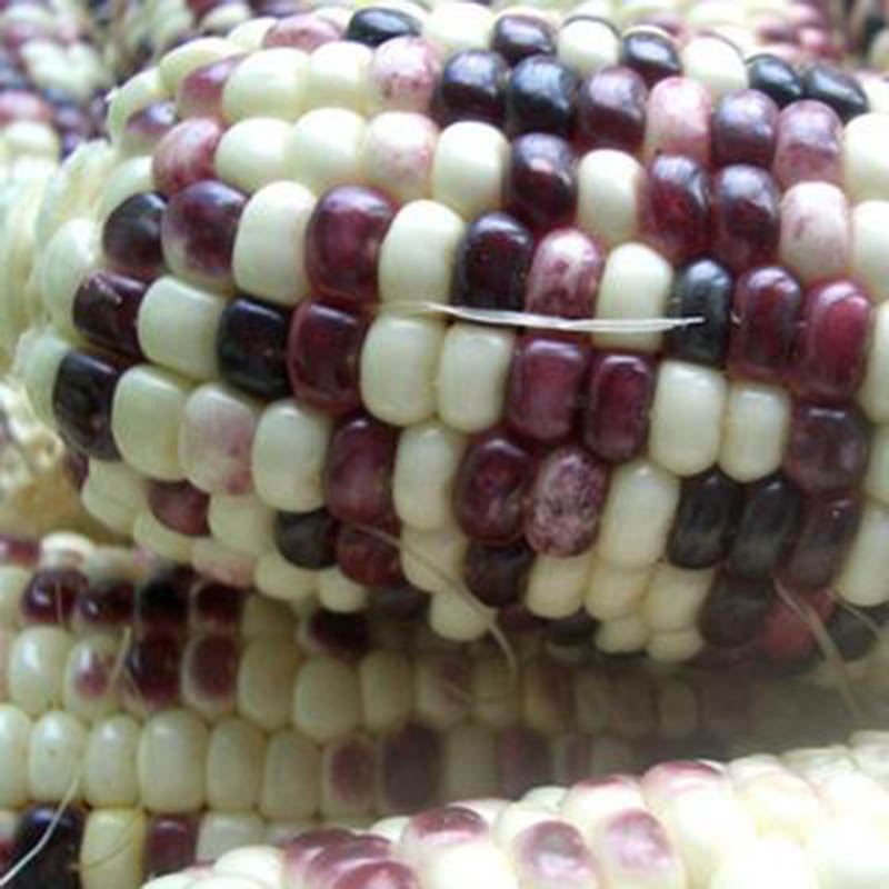 20X Corn Seeds Giant Rare Ornamental Colored Corn Seed Colorful ...