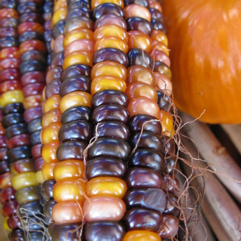 20X Corn Seeds Giant Rare Ornamental Colored Corn Seed Colorful ...