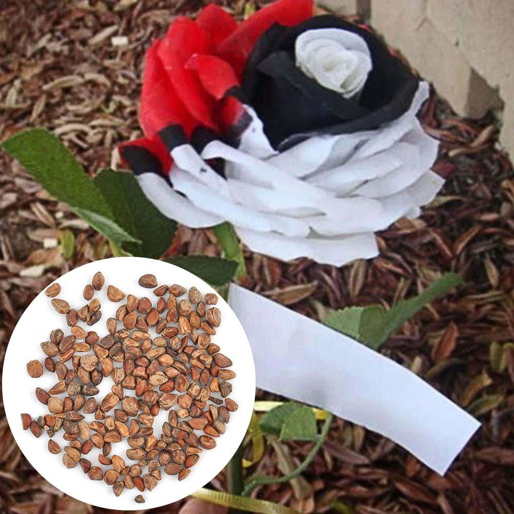 50Pcs Splendid Rare Red White Rose Flower Seeds Beautiful Home Plant ...