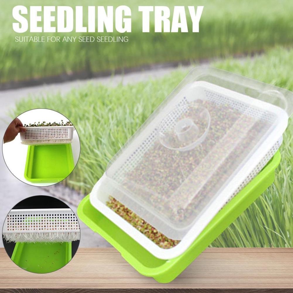 Bean Seed Germination Materials